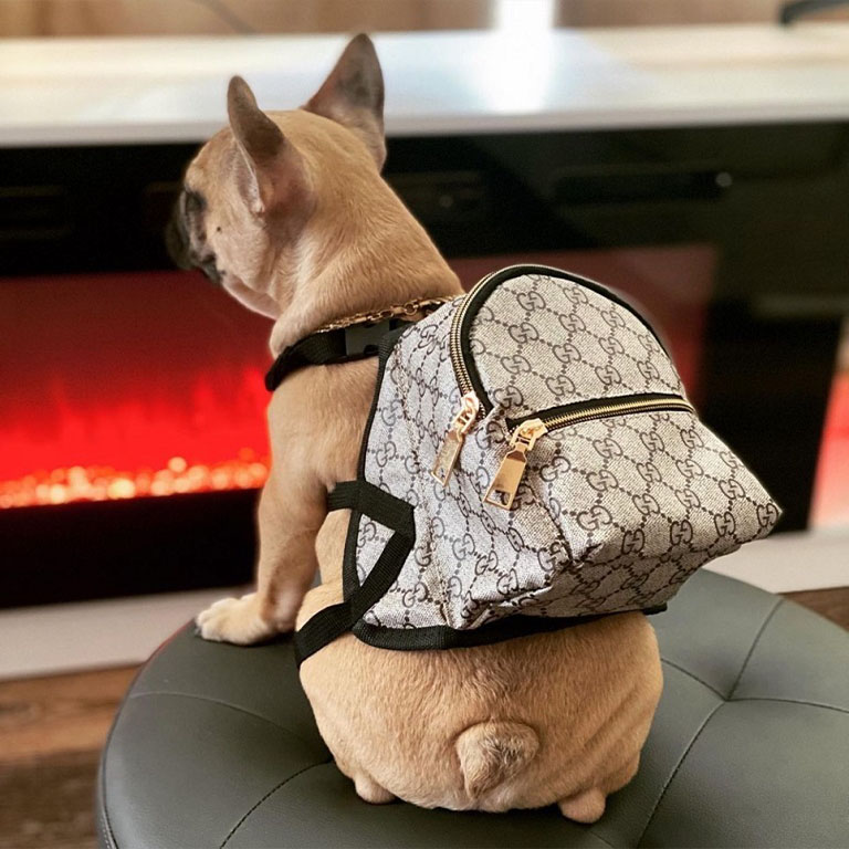 Gucci dog Backpack |Best Dog saddle bags,Luxury design Day Packs and ...