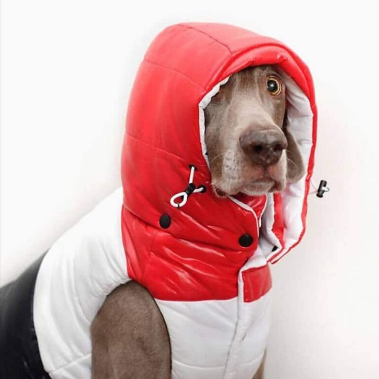 Dog downjacket| Dog Puffy Jacket , 2022 luxury designer clothes,pet ...