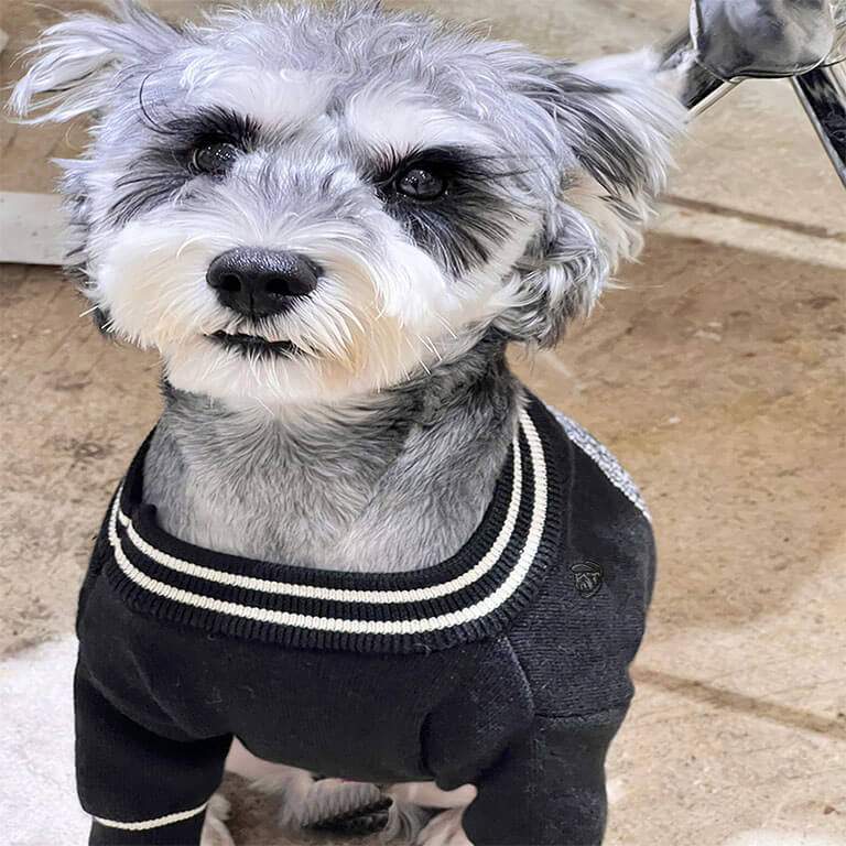 versace clothes for dogs | black dog sweater | dogdesignershop